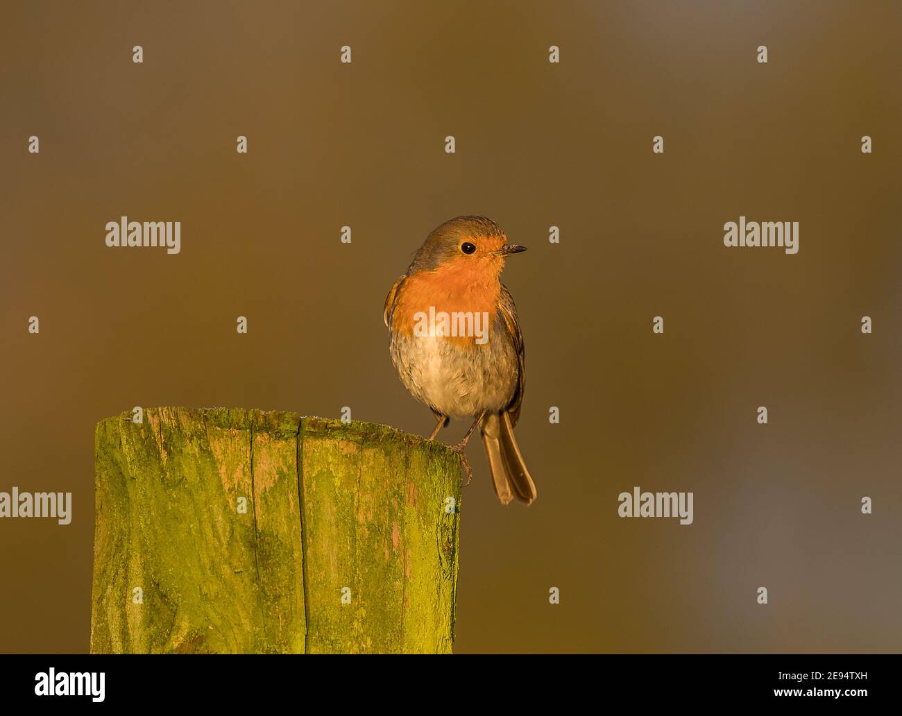 Robin in open countryside hi-res stock photography and images - Alamy