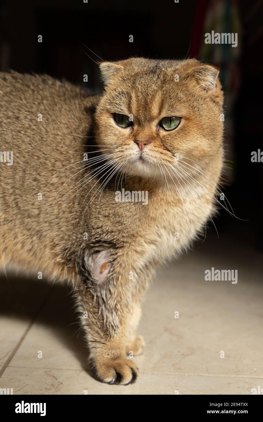 golden scottish fold cat sick with lichen, ringworm sore on the skin ...