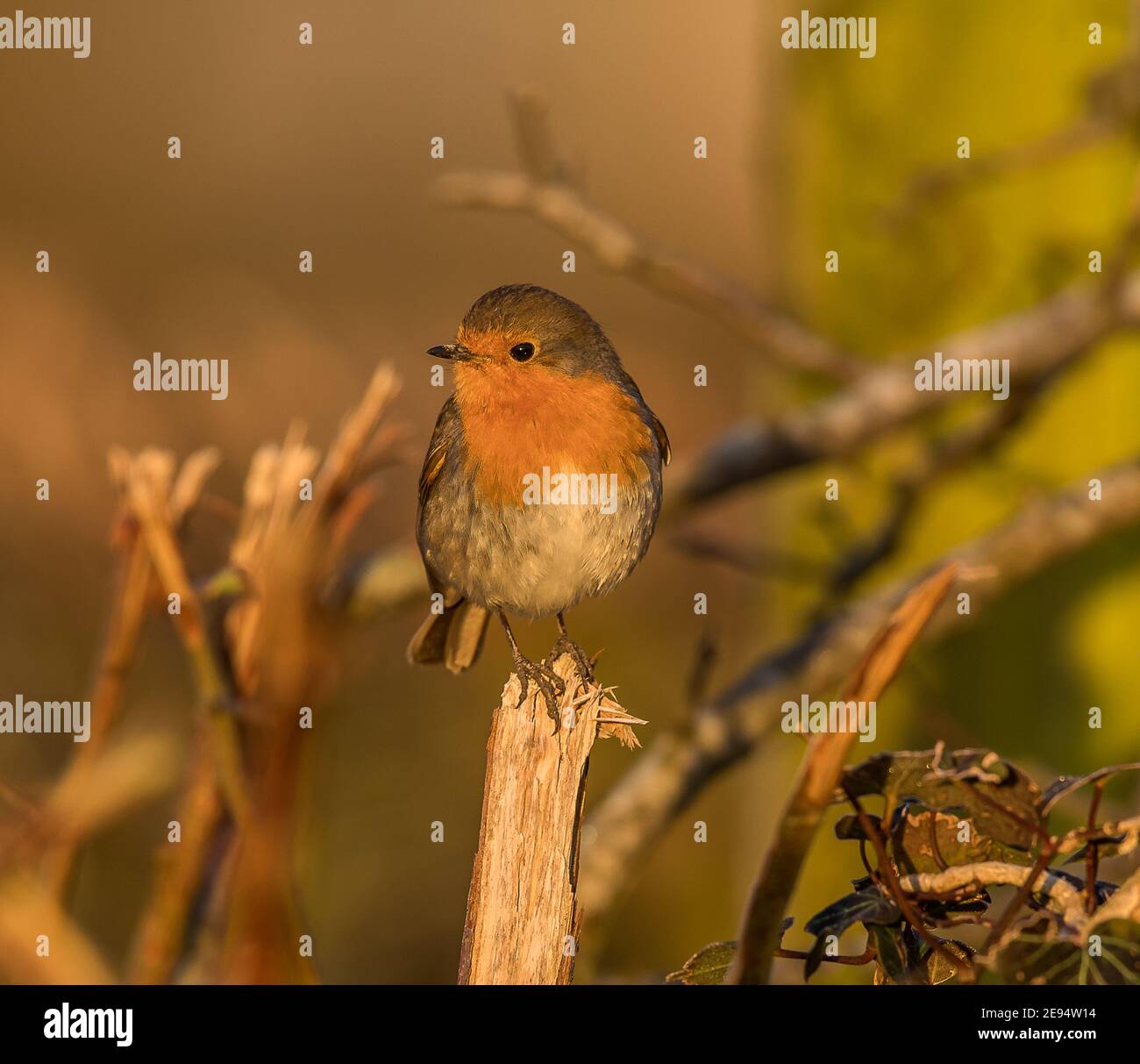 Robin in open countryside hi-res stock photography and images - Alamy