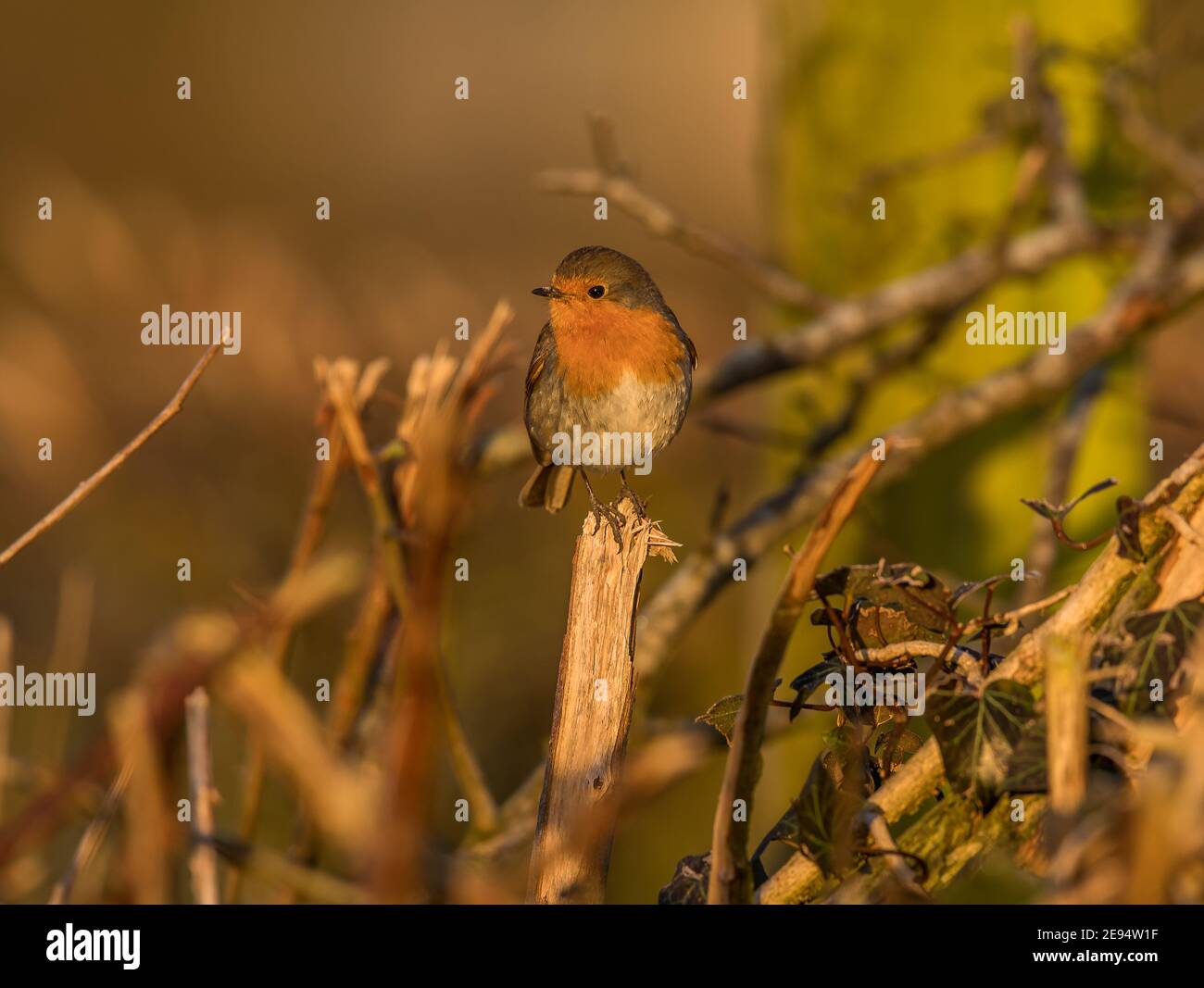 Robin captured in perfect light hi-res stock photography and images - Alamy