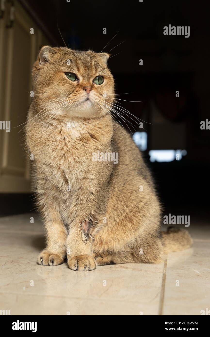 Skin fold on leg hi-res stock photography and images - Alamy