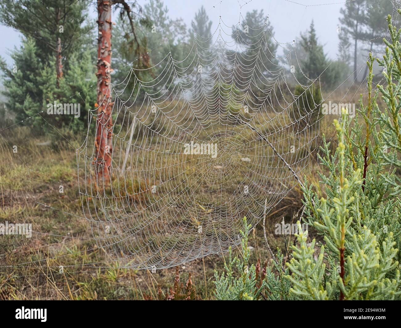 Huge spider web tree hi-res stock photography and images - Alamy