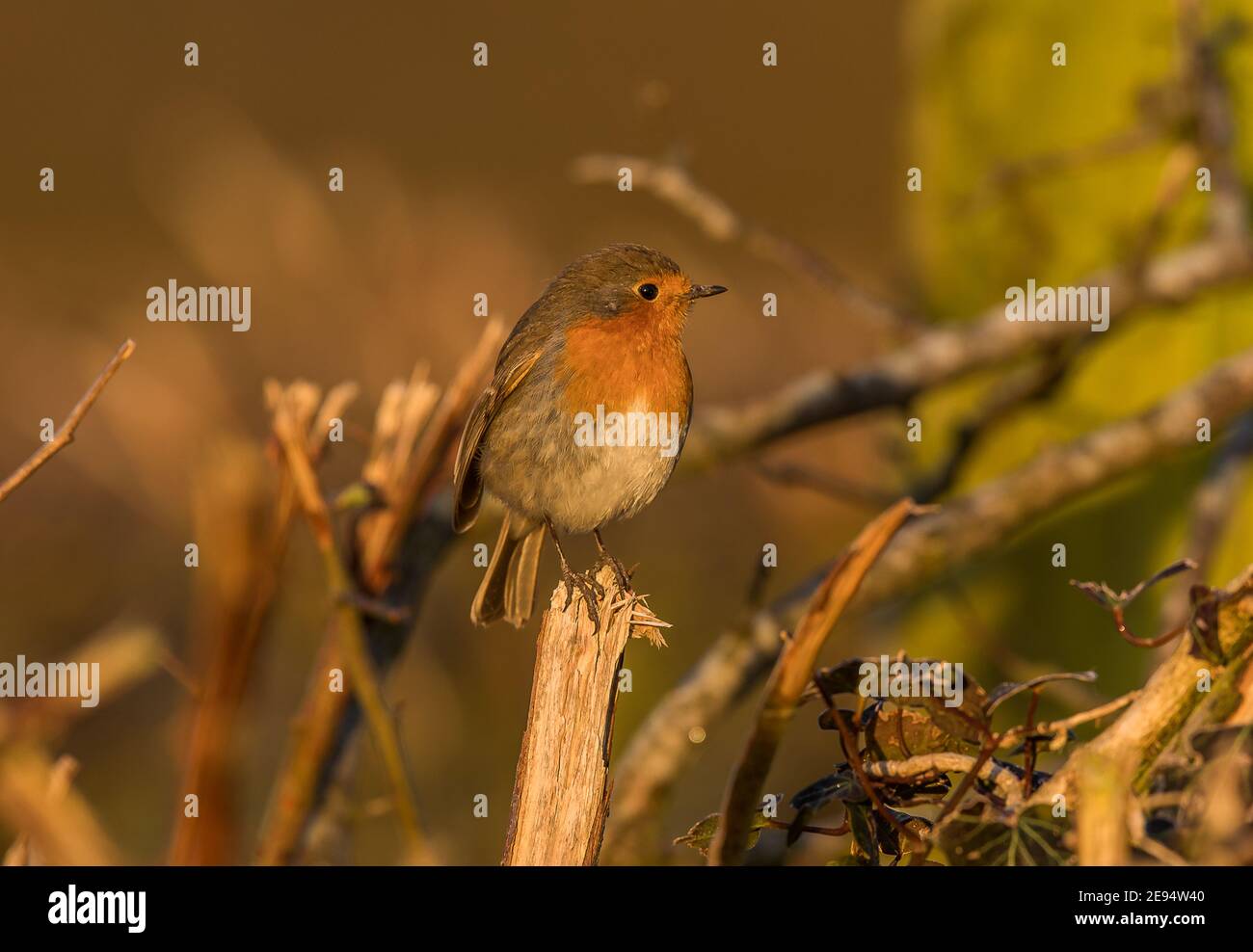 Robin in perfect light hi-res stock photography and images - Alamy