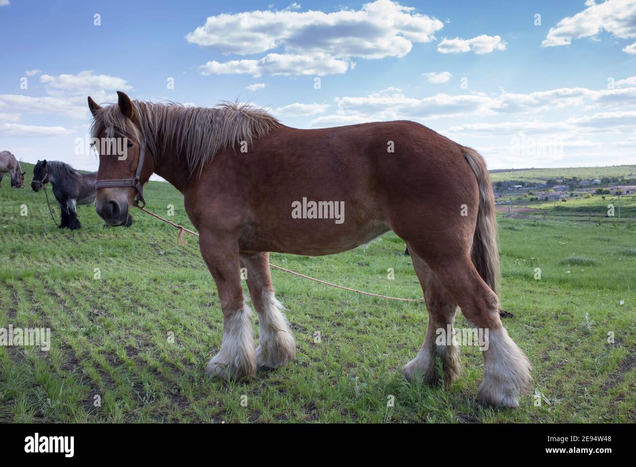 Chestnut belgian draft horse hi-res stock photography and images - Alamy