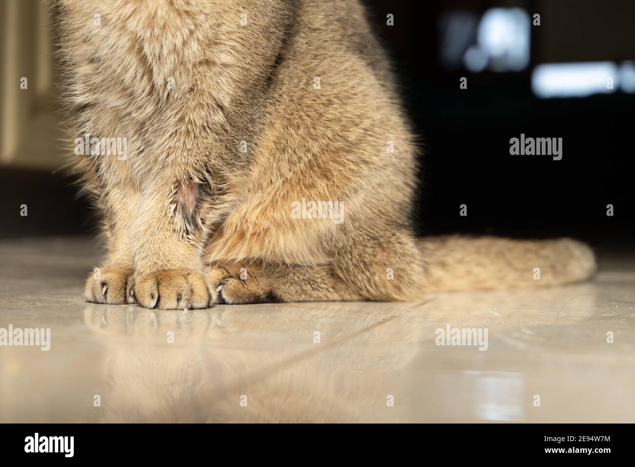 Skin fold on leg hi-res stock photography and images - Alamy