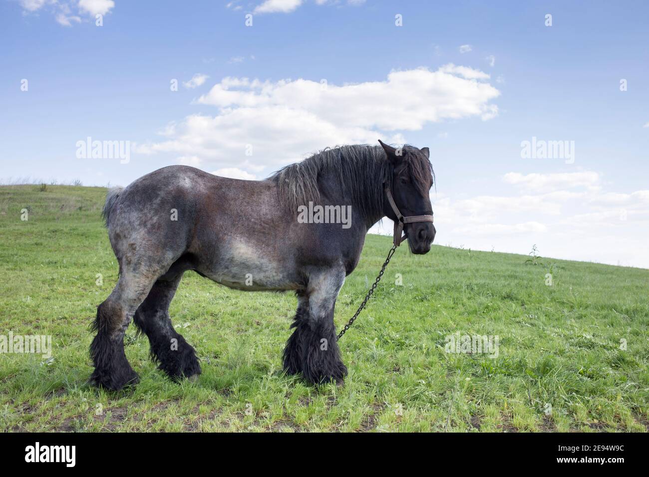 Blue roan horse hi-res stock photography and images - Alamy