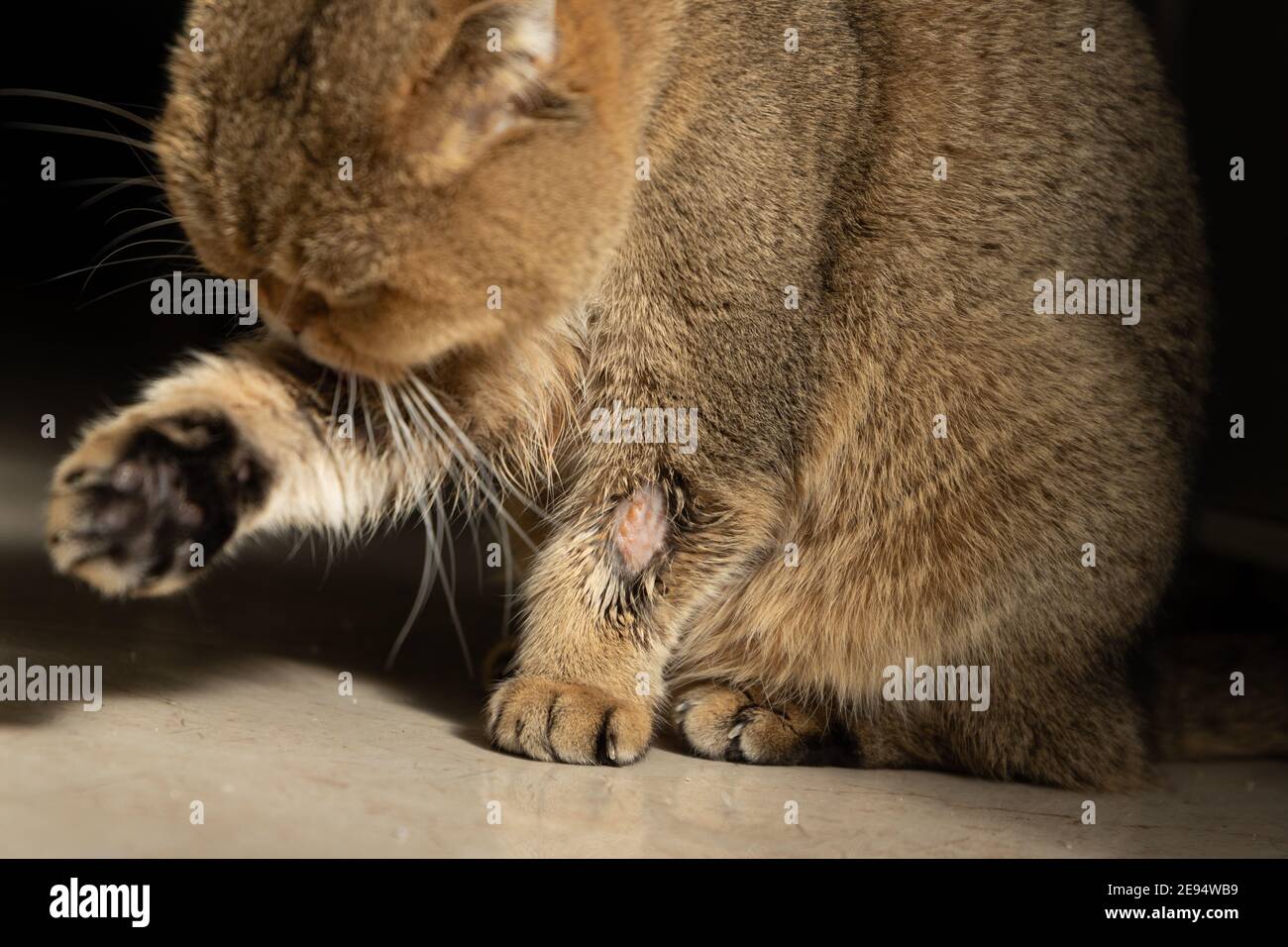 golden scottish fold cat sick with lichen, ringworm sore on the skin ...