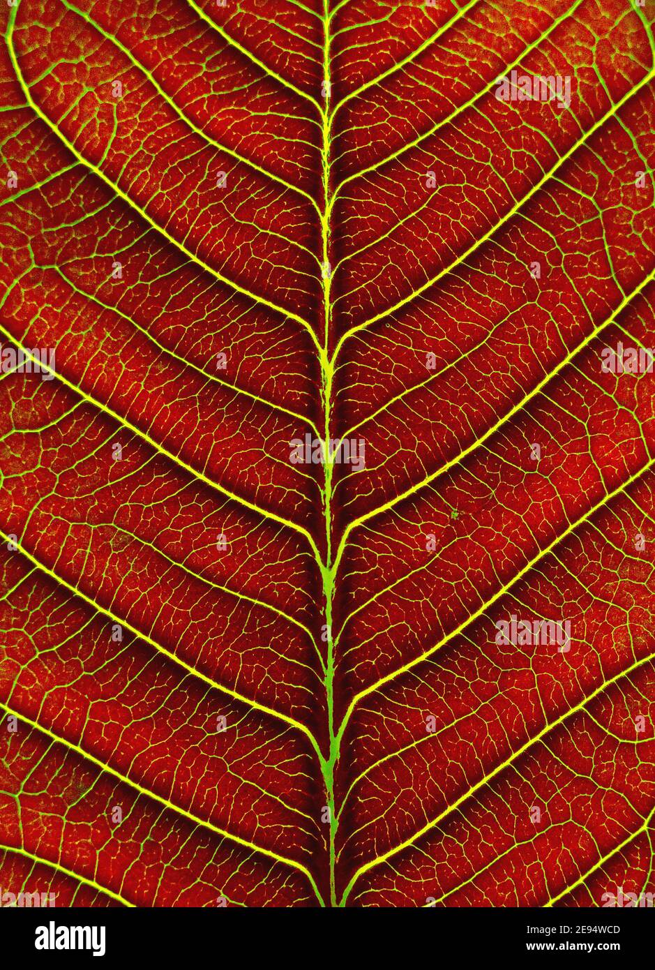 leaf abstract colors close up Stock Photo - Alamy