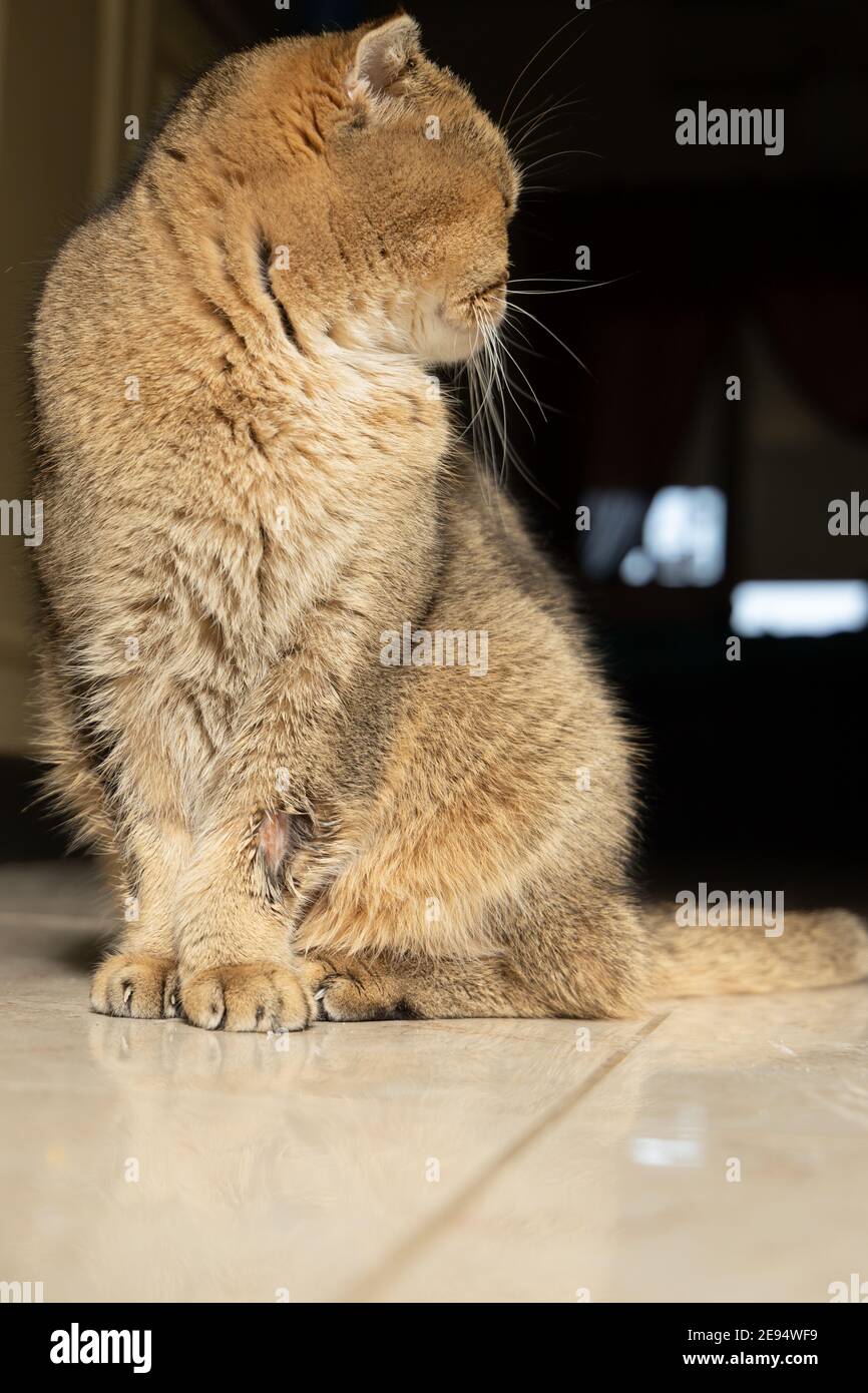 golden scottish fold cat sick with lichen, ringworm sore on the skin ...