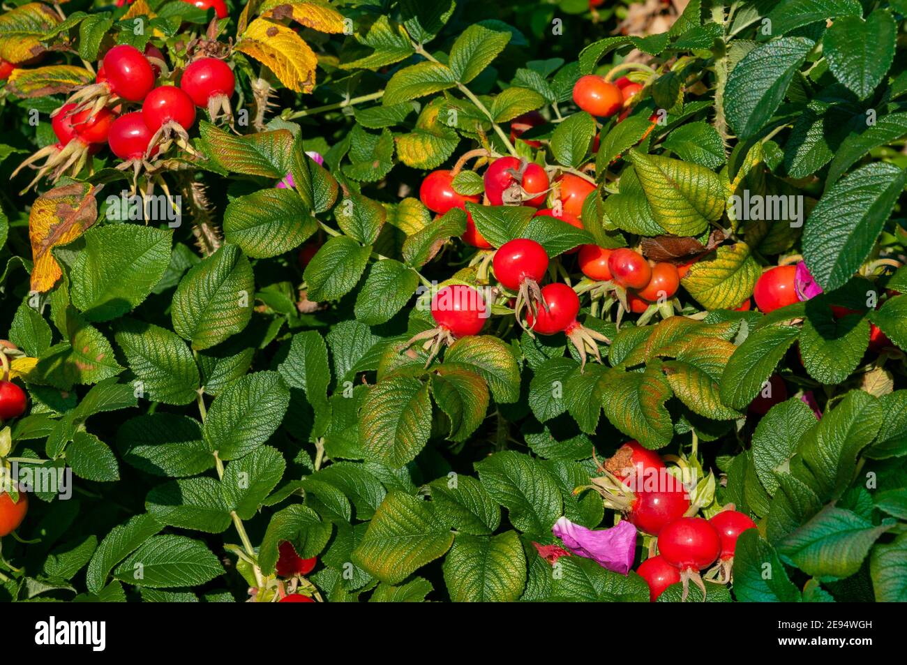 Hedge rose hi-res stock photography and images - Alamy
