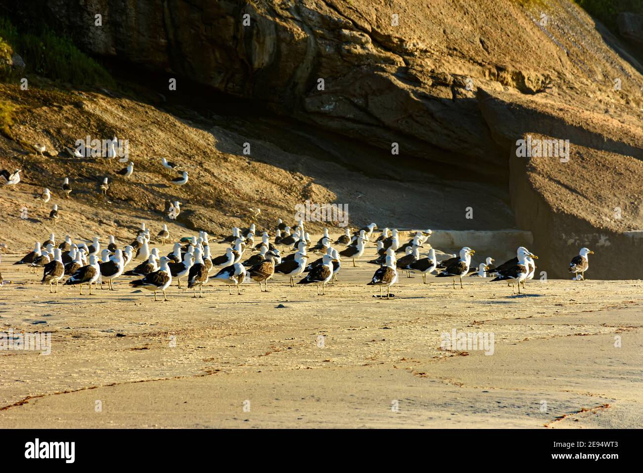 Seagulls resting on the sand at Devil beach in Ipanema in Rio de ...