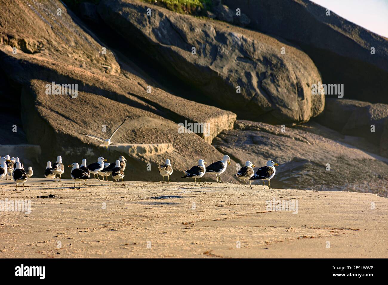 Seagulls resting on the sand at Devil beach in Ipanema in Rio de ...