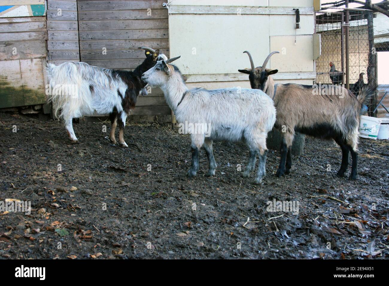 rural muddy and underground courtyard of a rustic farm where goats and ...