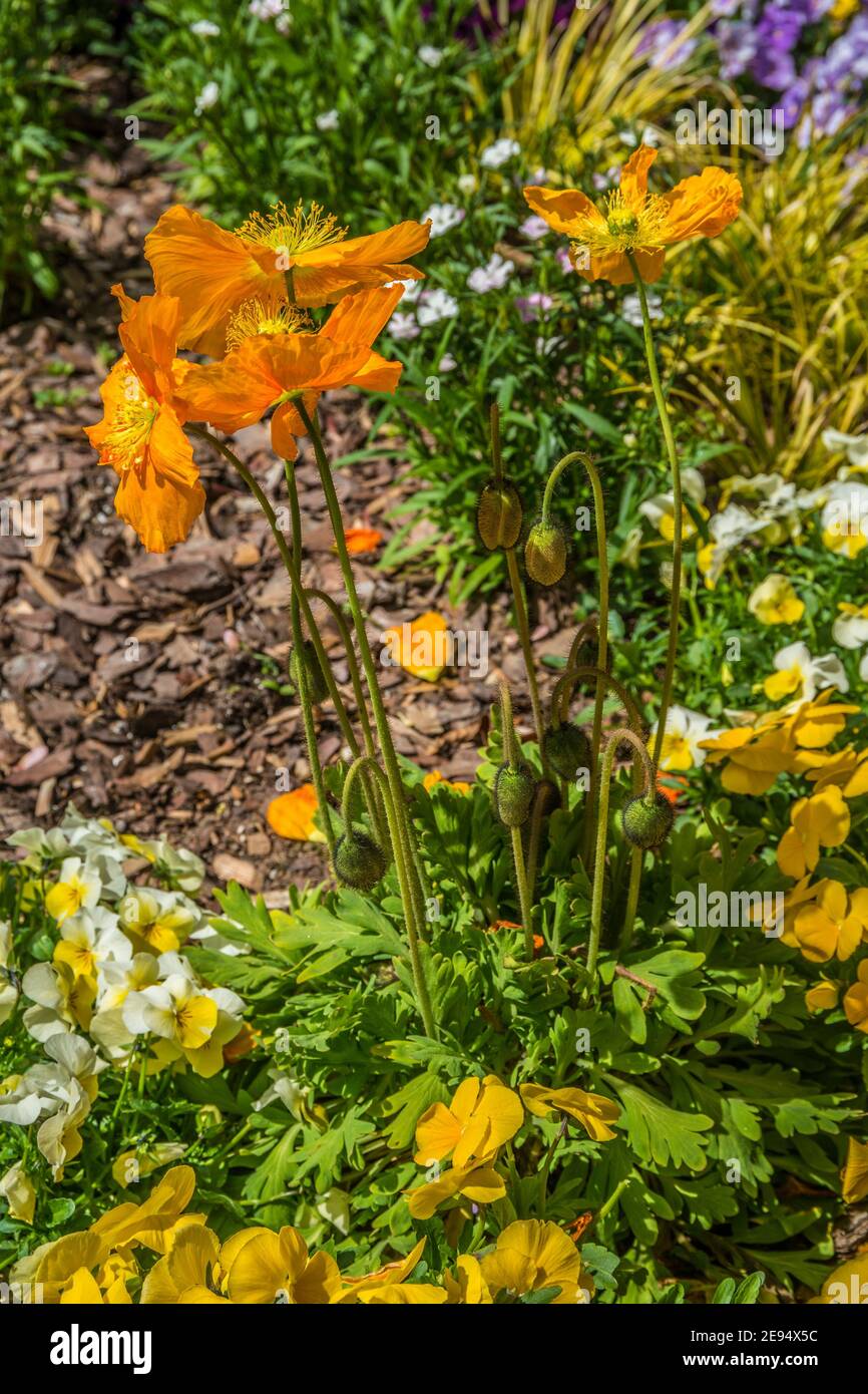 Translucent seed pods hi-res stock photography and images - Alamy