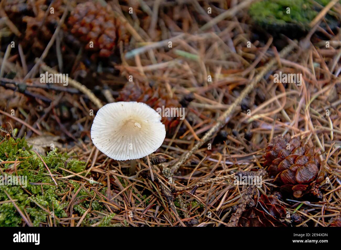 Round mushroom cap hi-res stock photography and images - Alamy
