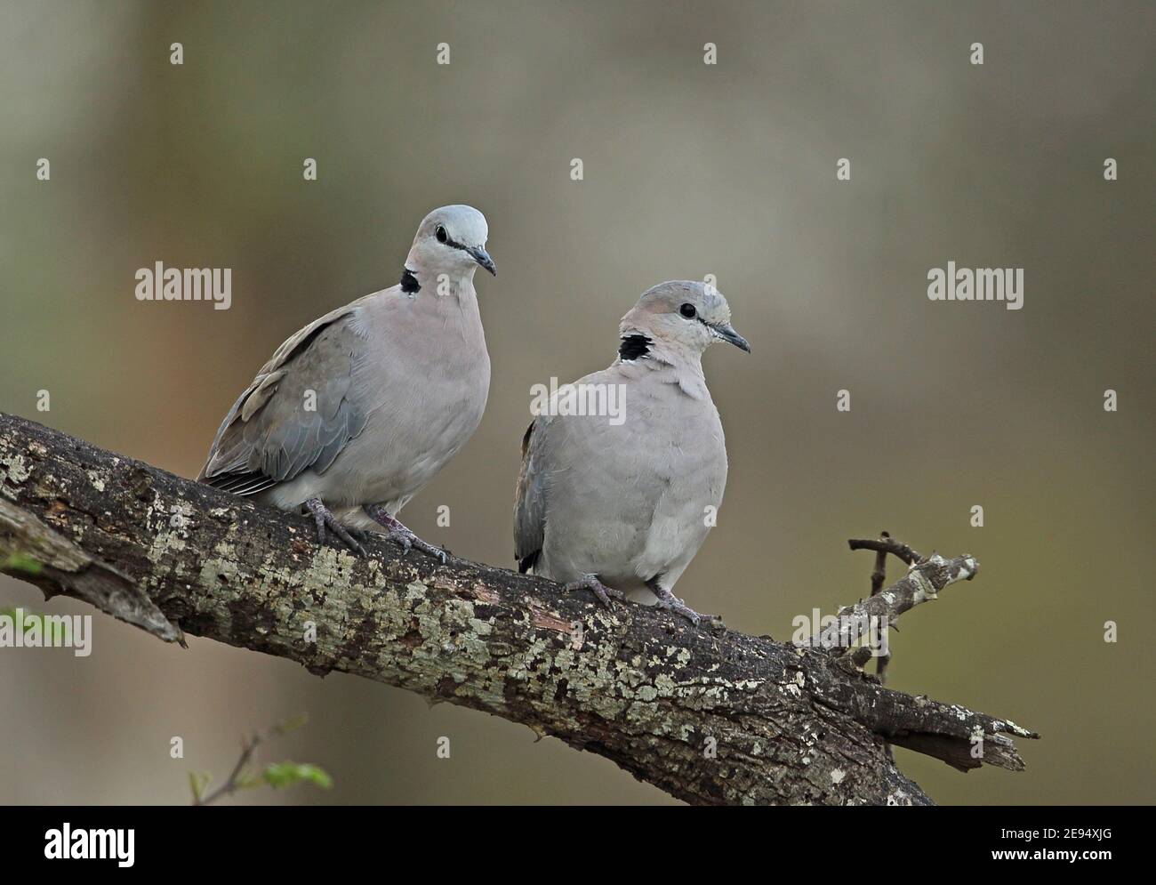 Ring necked dove hi-res stock photography and images - Alamy