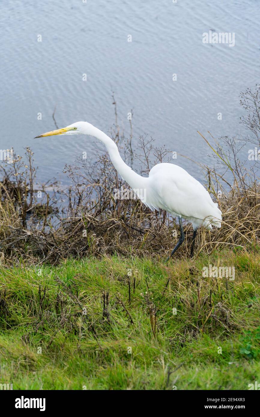 A Great Egret at the Merced National Wildlife refuge in the Central ...