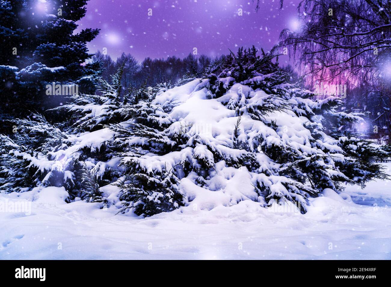 Winter night landscape with dark snowy trees Park scene. Night shot ...