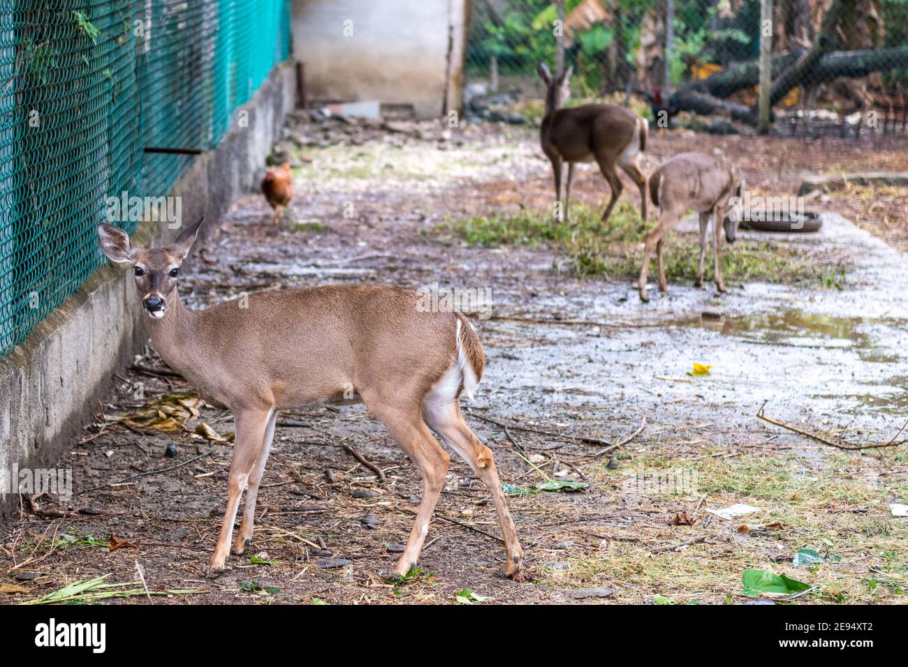 Deer as livestock in a Cuban house's backyard Stock Photo - Alamy
