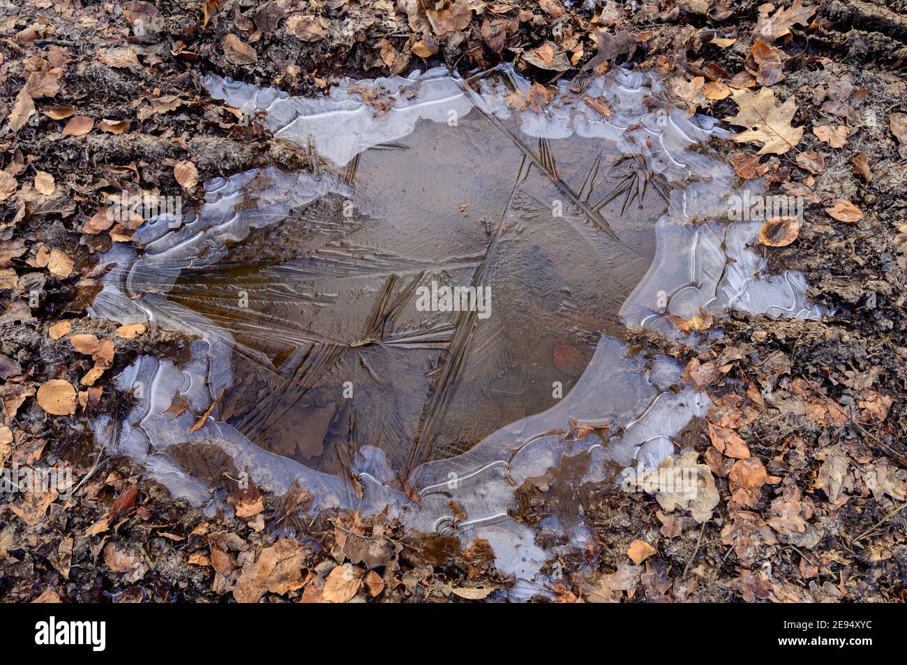 Frozen pool with fallen leaves on the forest floor Stock Photo - Alamy