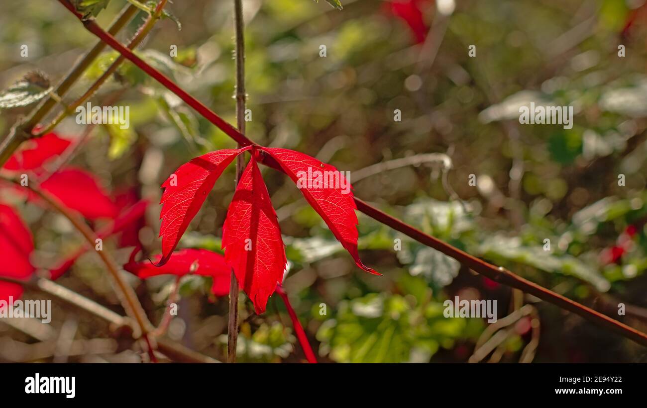 Red autumn leaves of an American Ivy tree, selective focus ...