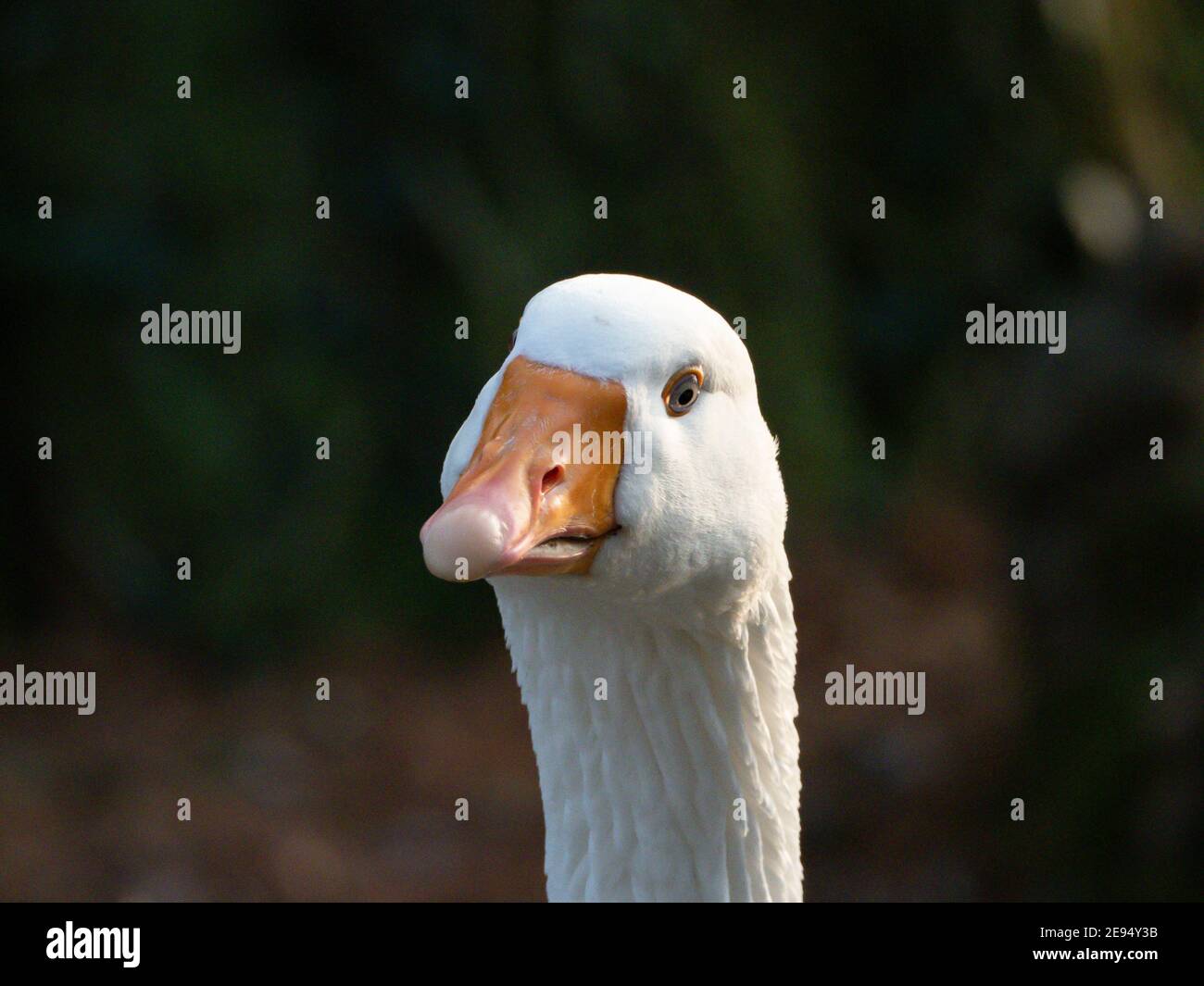 White goose head close-up Stock Photo - Alamy
