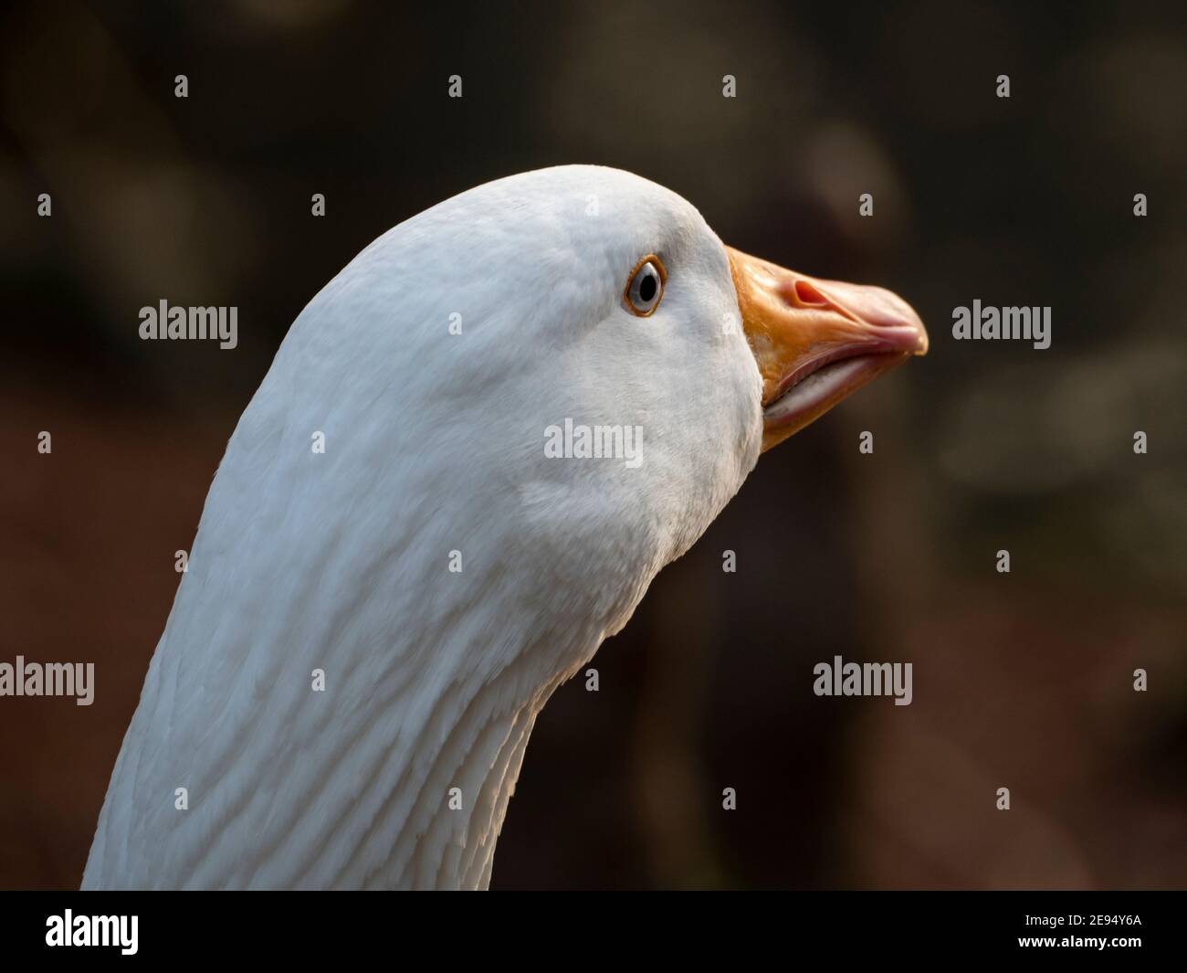 White goose head close-up Stock Photo - Alamy