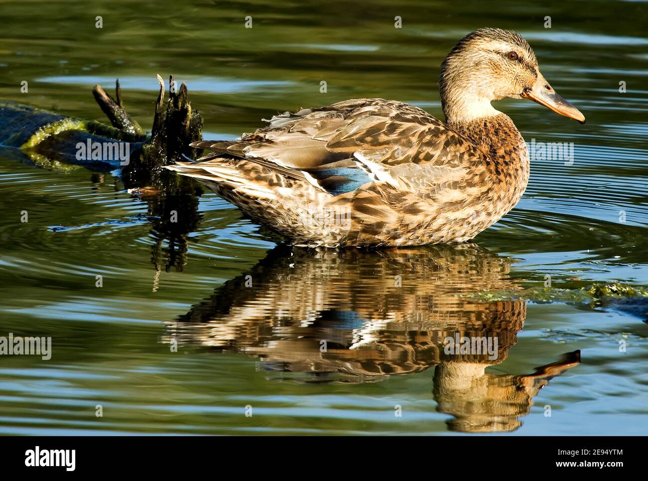 Common mallard hi-res stock photography and images - Alamy