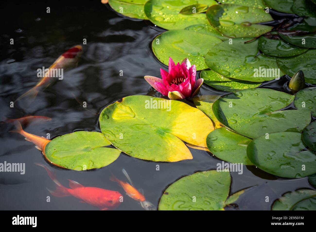 Loto flower hi-res stock photography and images - Alamy