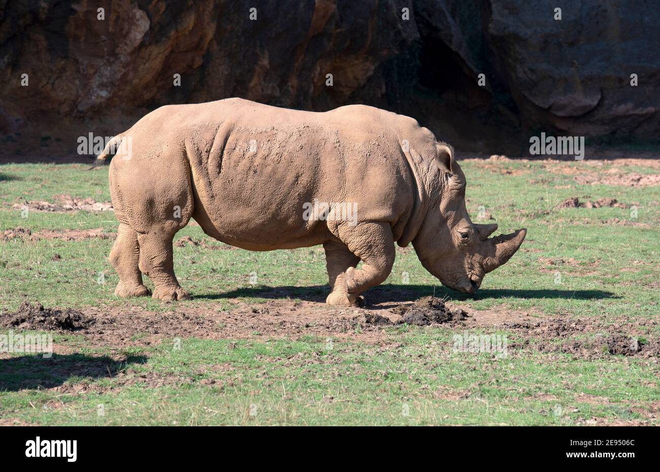 White bull rhino hi-res stock photography and images - Alamy