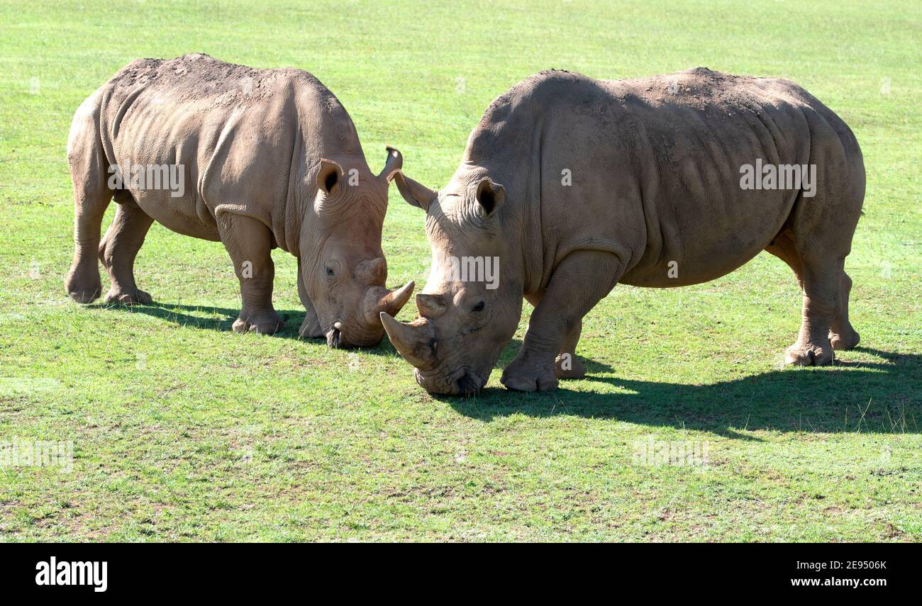 White bull rhino hi-res stock photography and images - Alamy