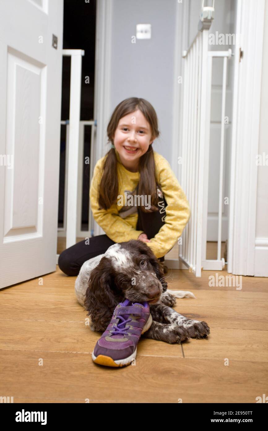 Child and cocker spaniel hi-res stock photography and images - Alamy