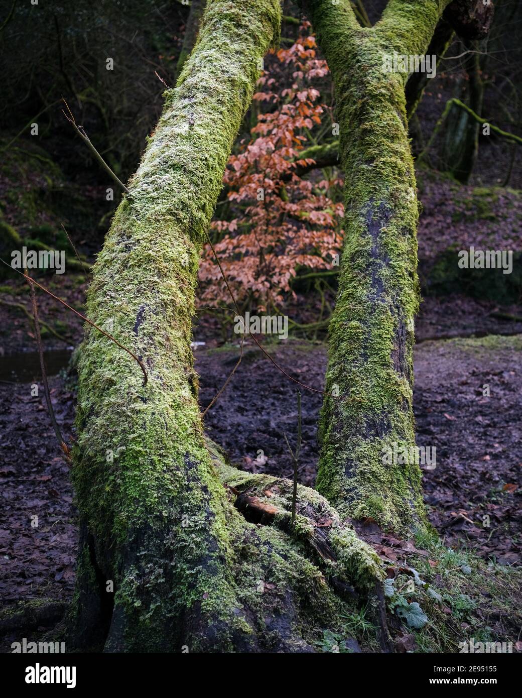 Frosty tree trunk hi-res stock photography and images - Alamy