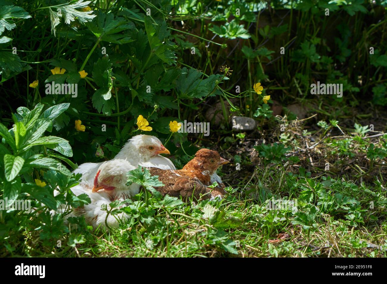 Chickens hidden behind a tree Stock Photo - Alamy