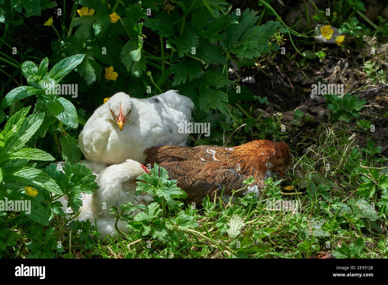 Chickens roaming freely in a farmyard Stock Photo - Alamy