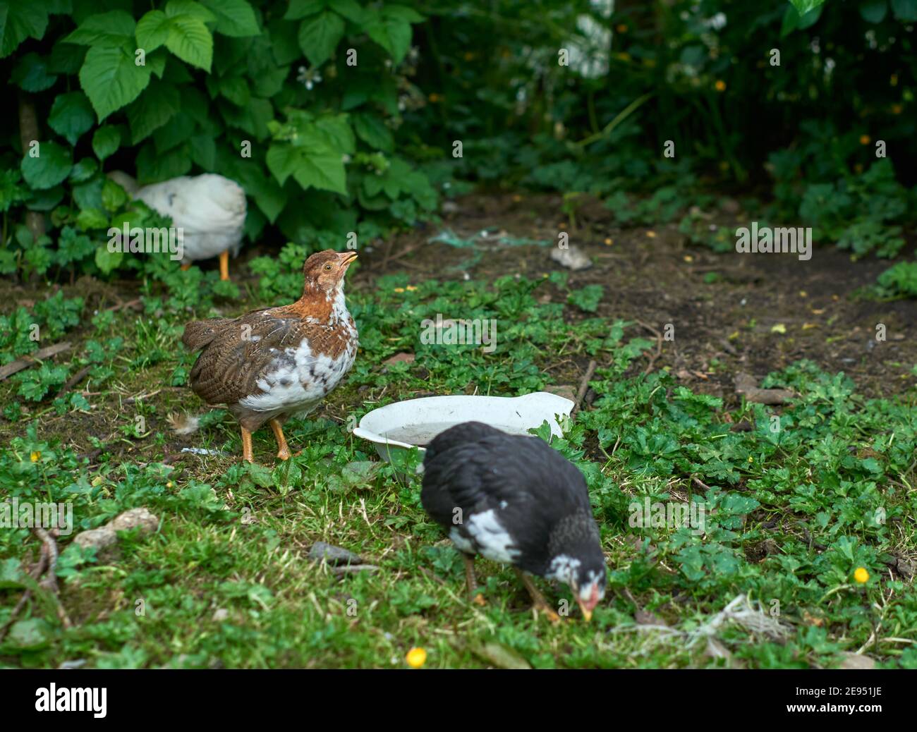 Animals roaming freely hi-res stock photography and images - Alamy