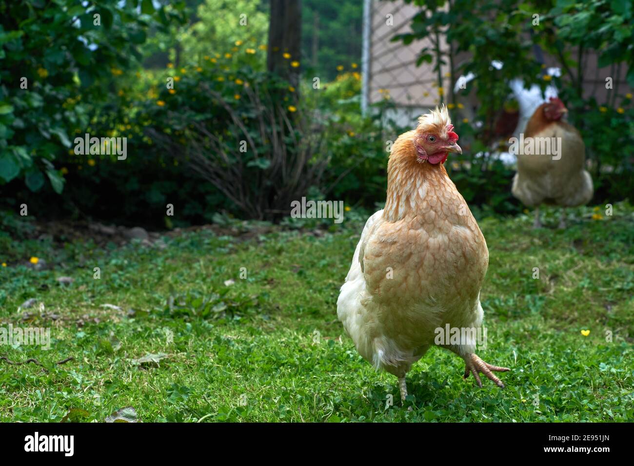Poultry chickens roosters walking hi-res stock photography and images ...