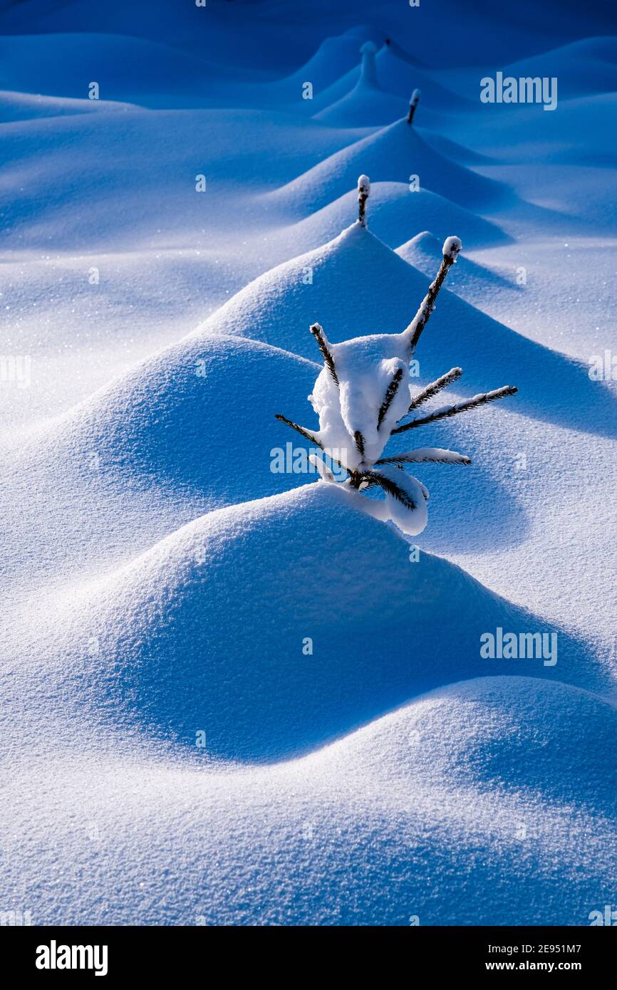 Small pine trees hi-res stock photography and images - Alamy