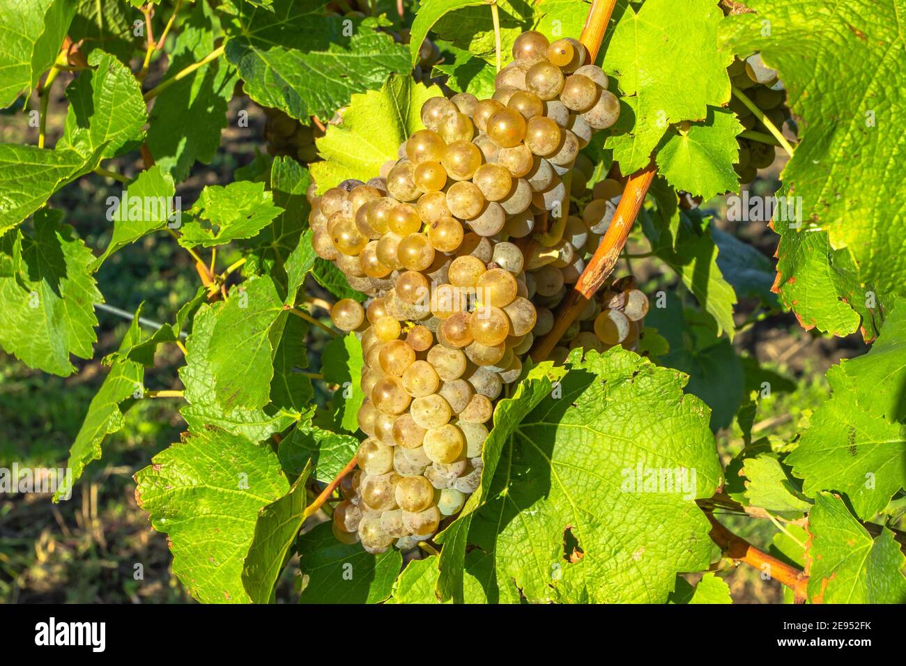 Detail of sweet organic juicy grapevine in autumn. Close up of fresh ...