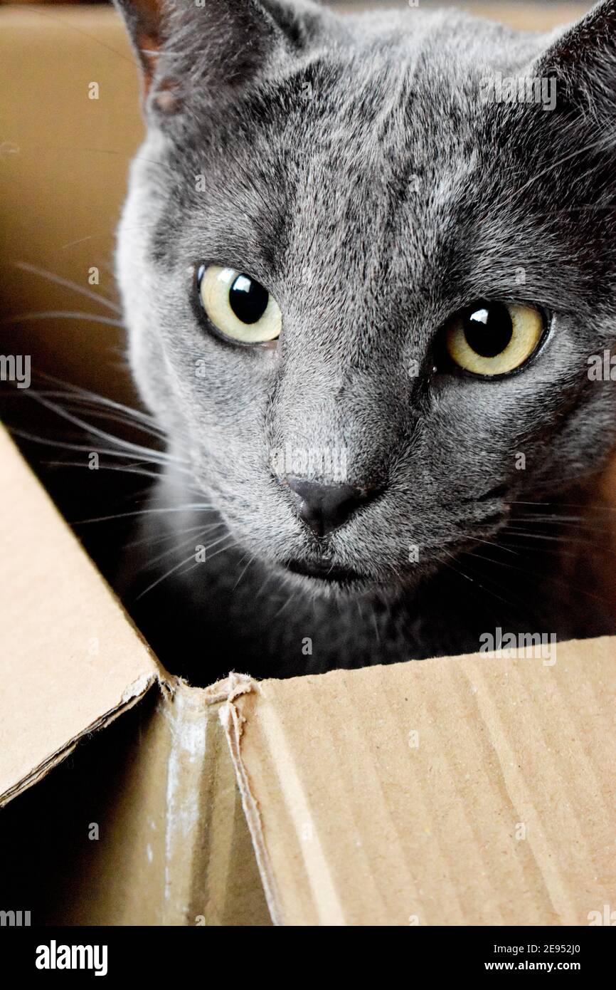Cute cat in a box Stock Photo - Alamy