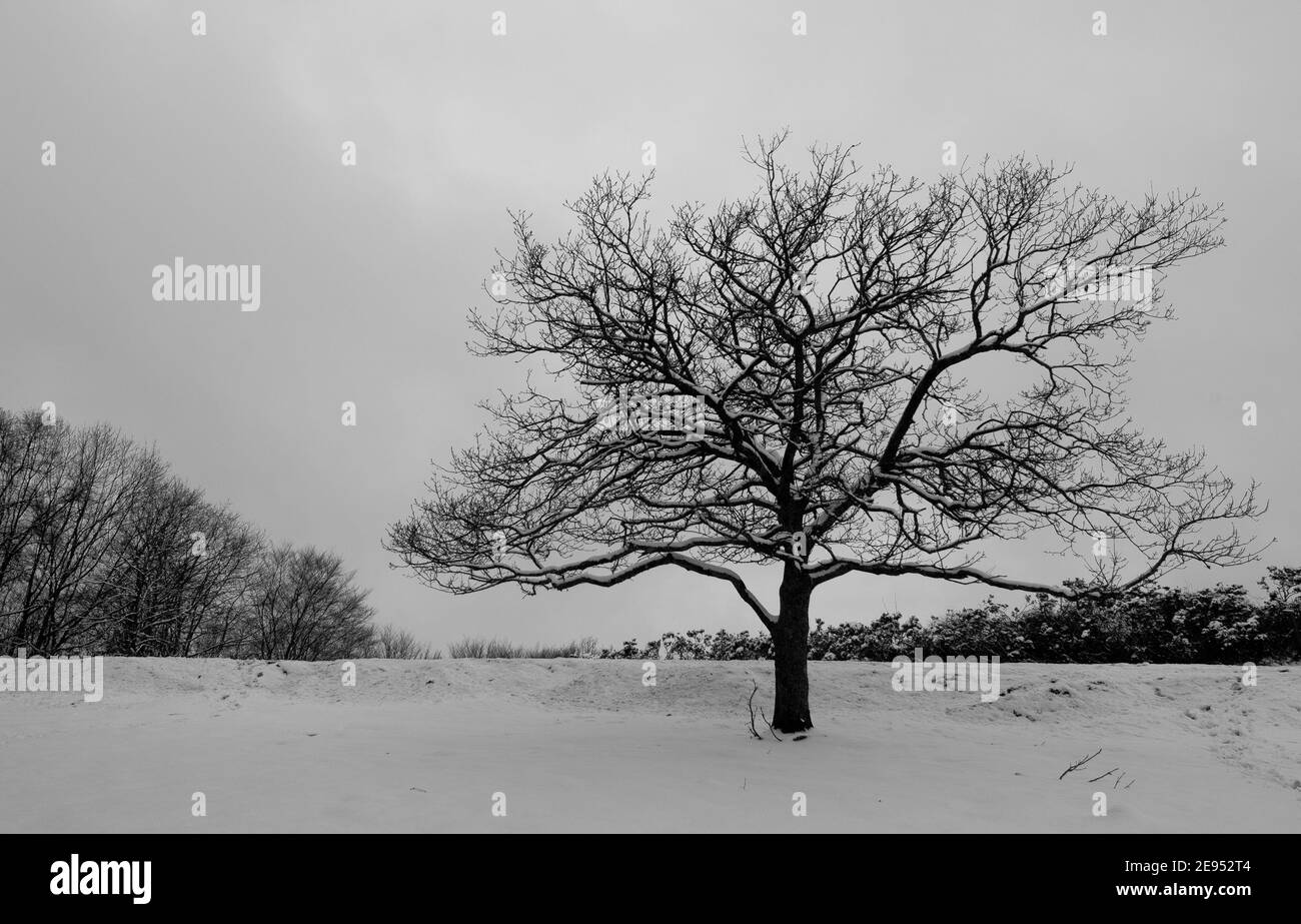 tree in snow Stock Photo - Alamy
