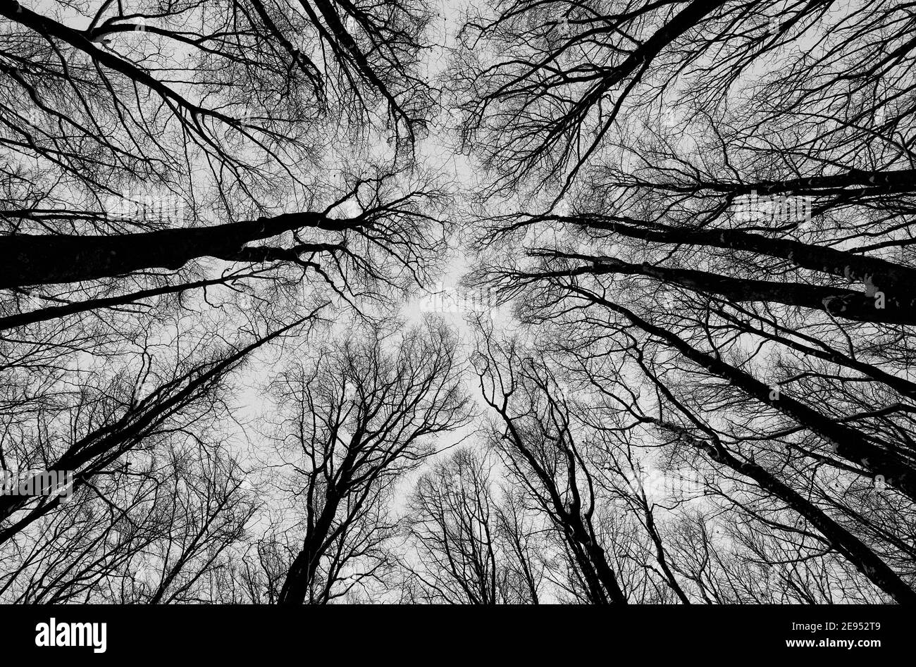 wide angle trees Stock Photo - Alamy