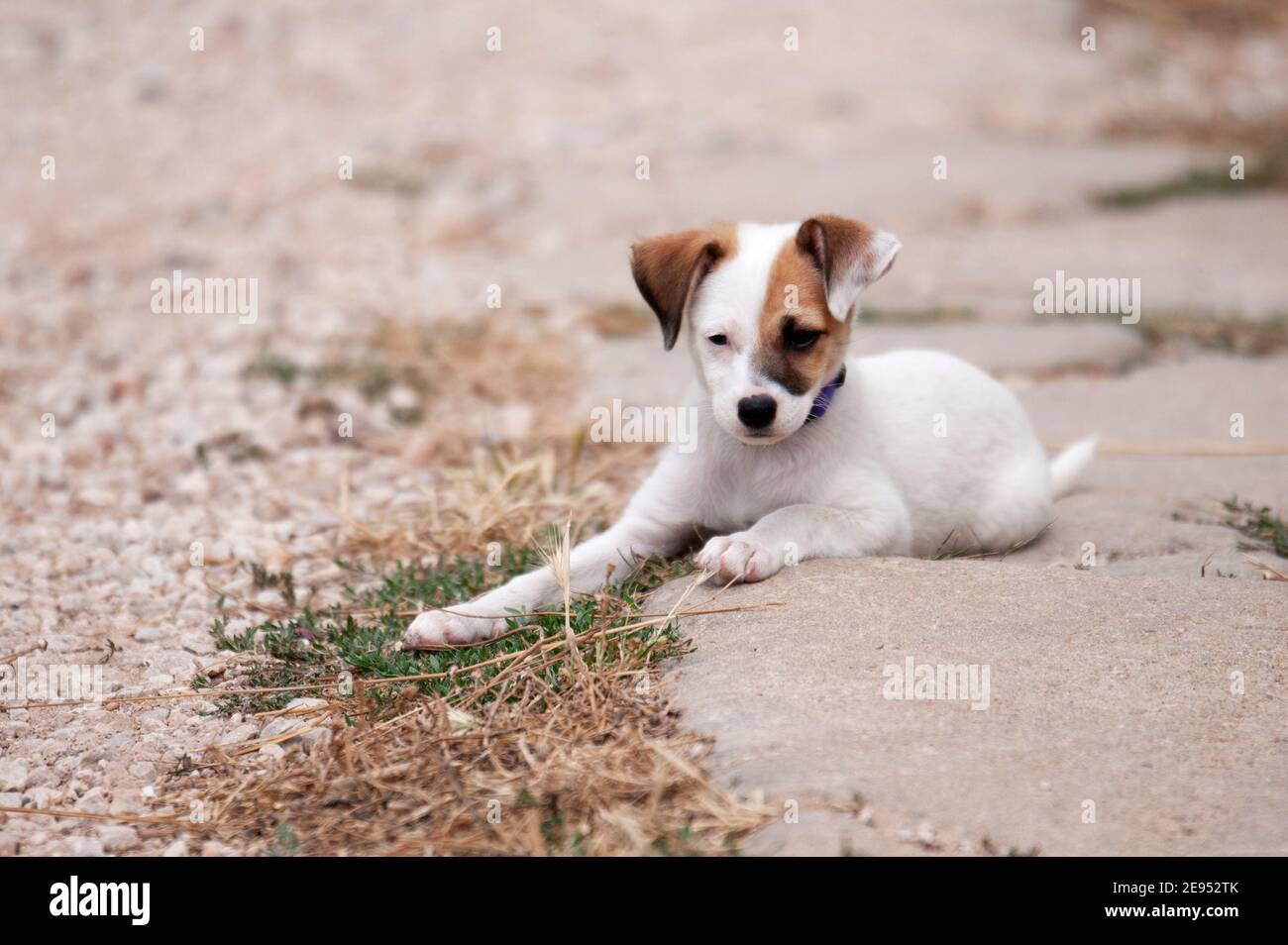 Dog Wearing Shades High Resolution Stock Photography and Images - Alamy