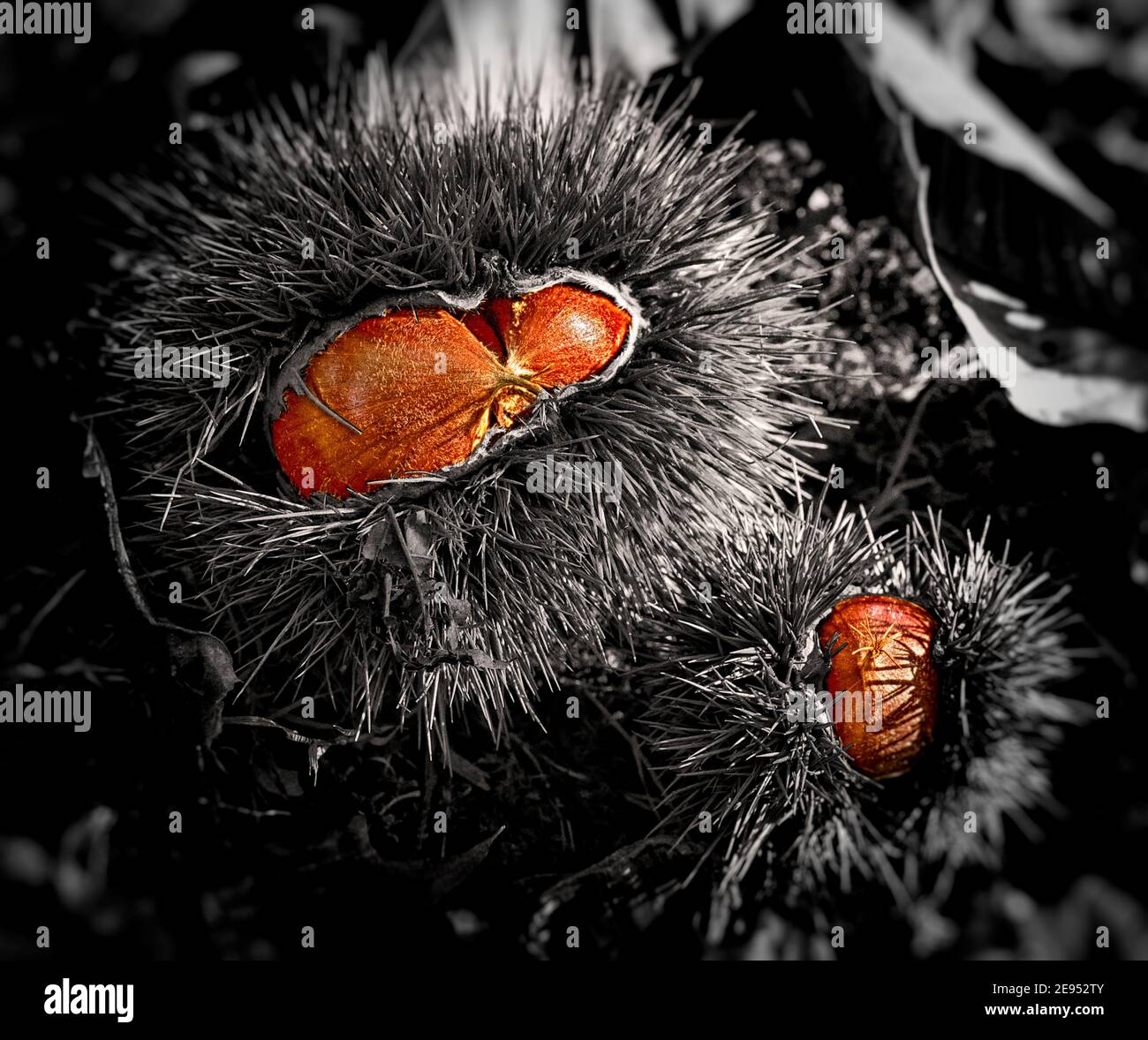 Chestnut natural wood fruit hi-res stock photography and images - Alamy