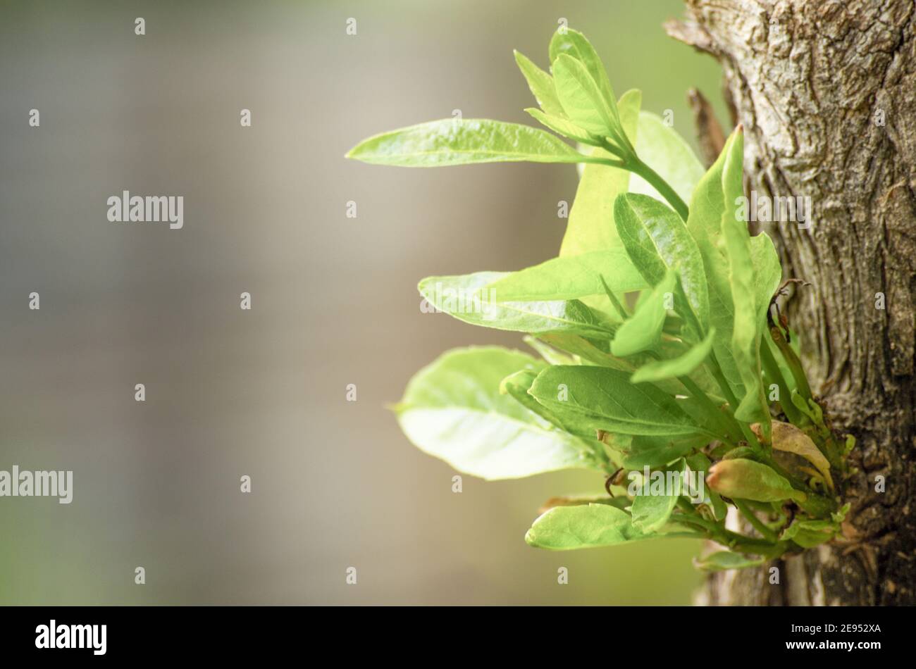 Leaves of a sprout on a tree trunk of a tree in a natural environment ...