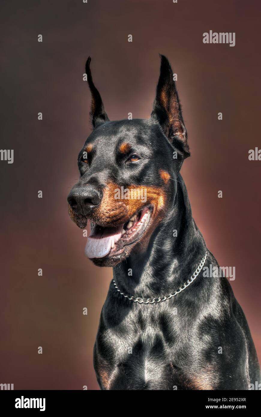 Doberman Angry