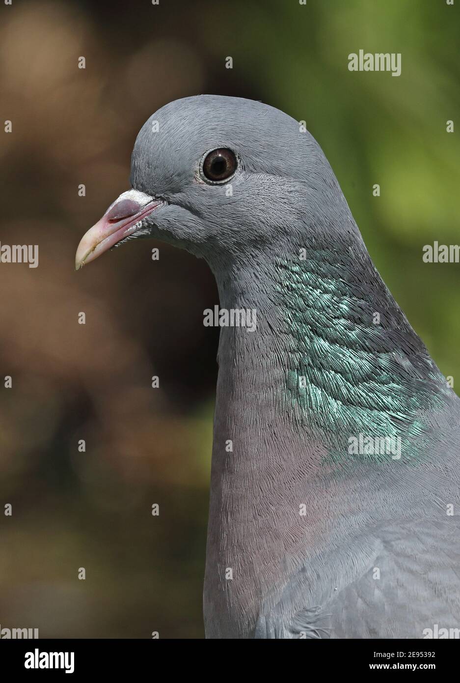 Stock Dove (Columba oenas oenas) close-up of adult head Eccles-on-Sea ...