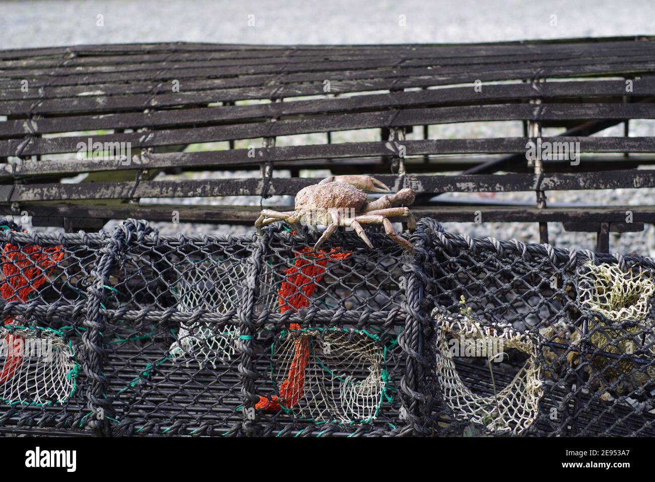 Crab catcher hi-res stock photography and images - Alamy