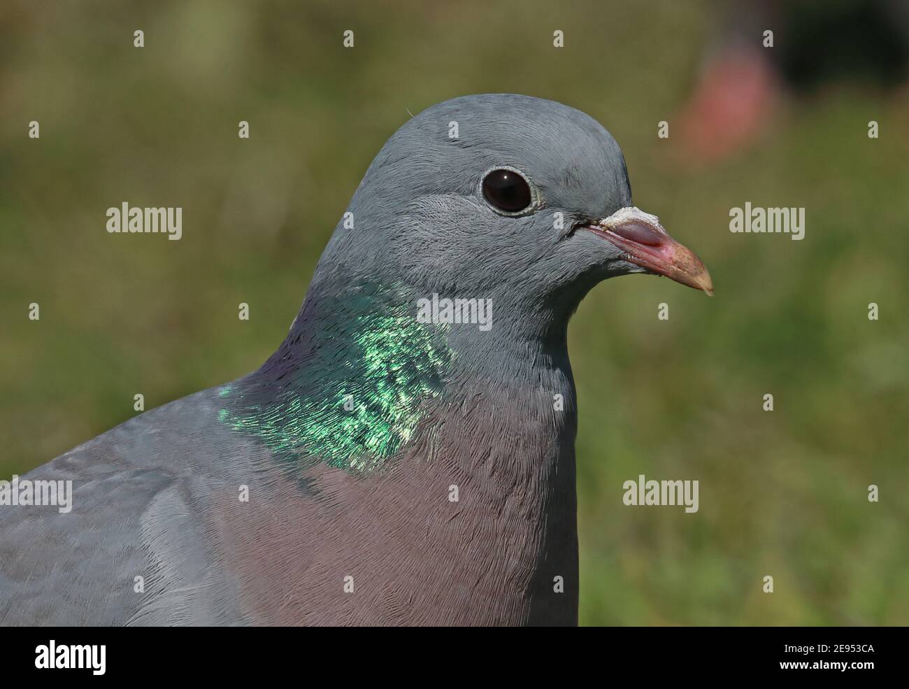Stock Dove (Columba oenas oenas) close-up of adult head Eccles-on-Sea ...