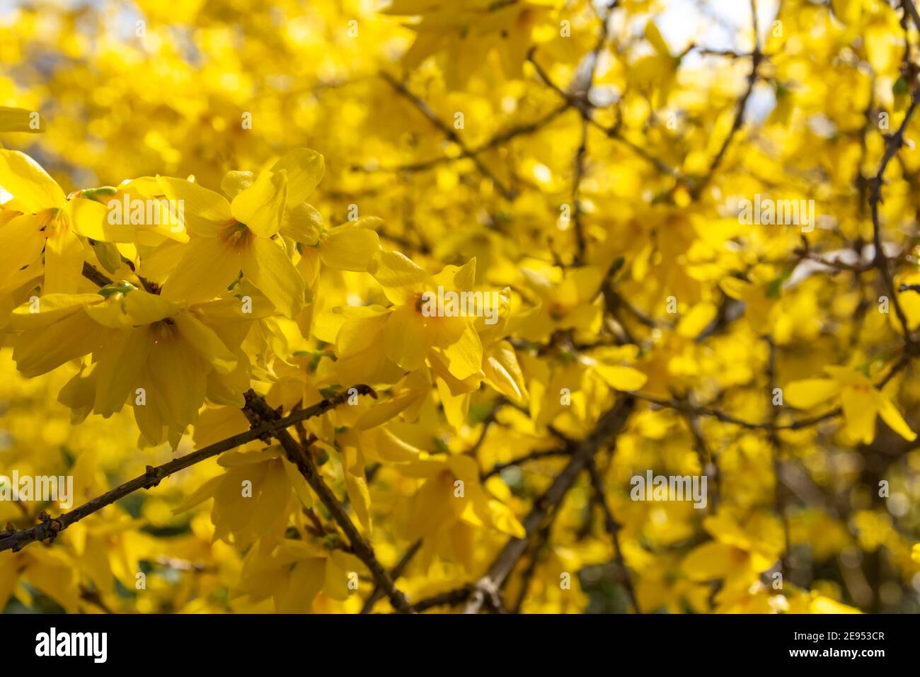 Yellow flowers on the branches of a bloom Stock Photo - Alamy